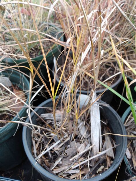 Prairie Dropseed Grass Sporobolus Heterolepis Hammarlund Nursery