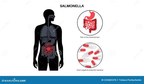 Salmonella Typhimurium Cells Vector Illustration