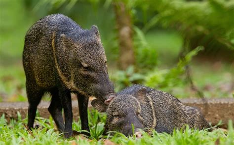 Collared Peccary Collared Peccary Unaffected Photography