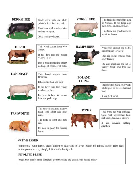 Poland China Pig Breed Overview Pdf Cooking Food And Wine Home
