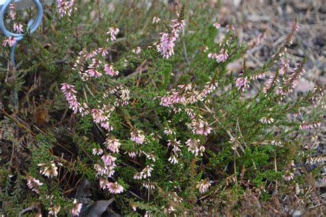 Šilinis Viržis Jette Calluna Vulgaris