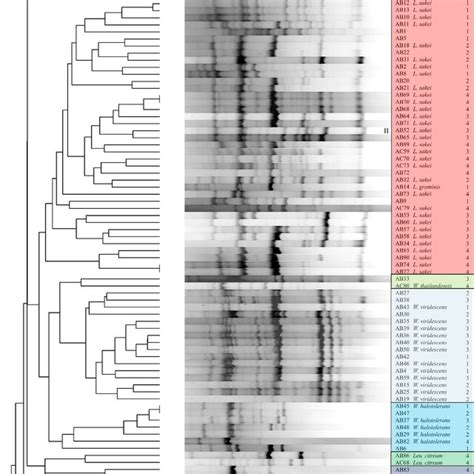 The Phylogenetic Analysis Of Lab Isolates And Closely Related Type Download Scientific Diagram