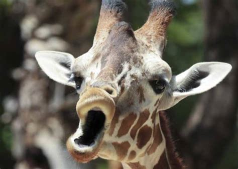 What Sound Does A Giraffe Make Guide 6 Giraffe Noises Storyteller