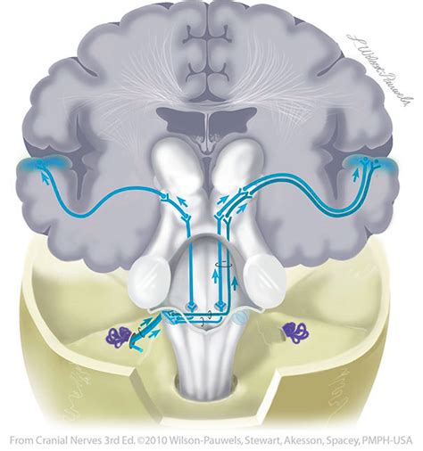 Central Auditory Nervous System