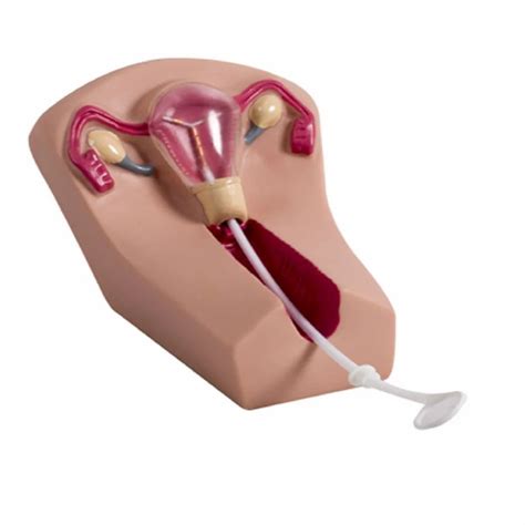 Pvc Gdf5n Iud Training Simulator For Hospital At ₹ 7170 In Ambala