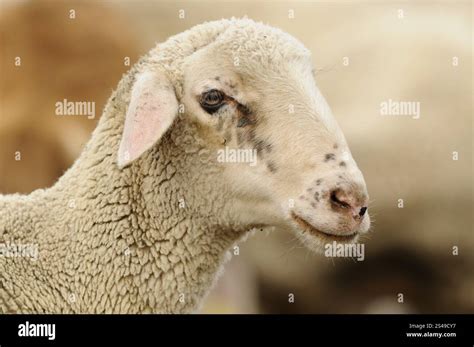 Sheep In Profile With Woolly Fur And Light Coloured Background