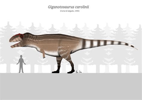 Giganotosaurus Carolinii Size Comparison By Noisyclash On Deviantart