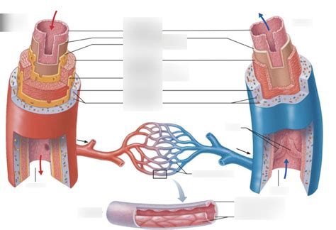Diagram Of Artery Vein Quizlet