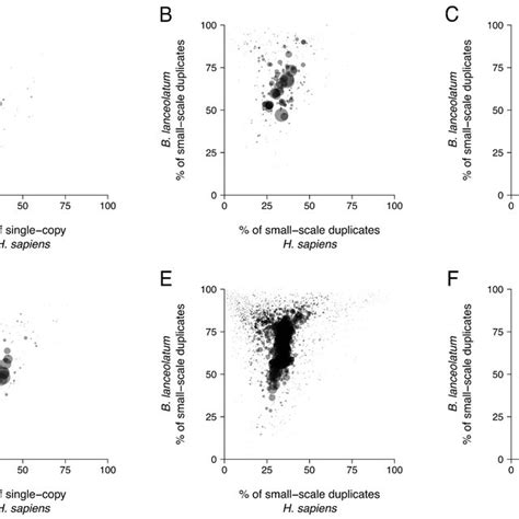 functional categories parallelism in duplications between amphioxus