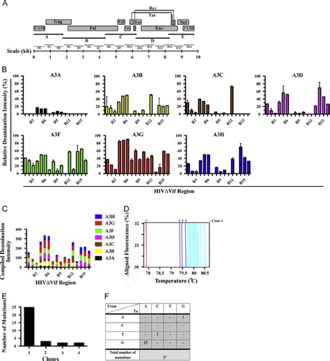Hypermutation Analysis Of Hiv 1 Proviral Dna In Vitro And In An Hiv