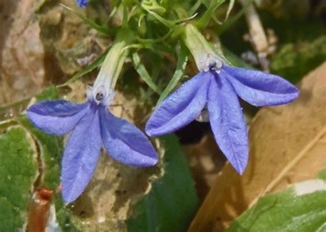 Dunns Lobelia Lobelia Dunnii Var Serrata