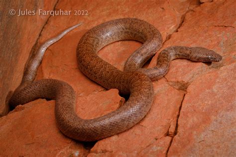 Pygmy Python Antaresia Perthensis Burrup Peninsula West Flickr