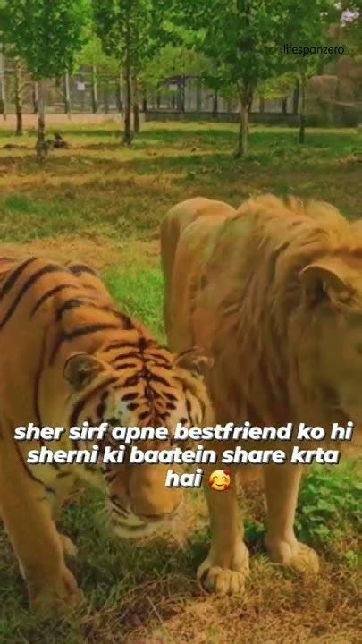 Sher Meme Video Sher Original Meme Sher Instagram Meme Sher Meme