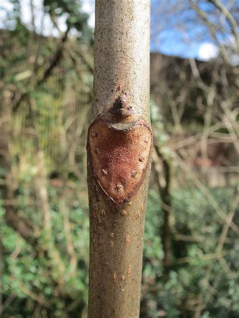 Aesculus Hippocastanum Leaf Scar