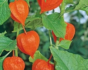 25 Chinese Lantern Flower Seeds Physalis Alkekengi Seeds Non Gmo Etsy