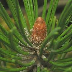 Pinus Mugo Mugo Pine Go Botany