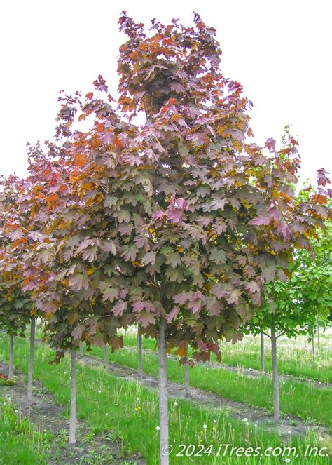Deborah Norway Maple