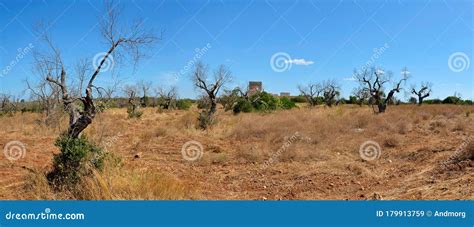 Panoramic View Of Dead Olive Trees Infested With Xylella Salento Puglia South Italy Stock