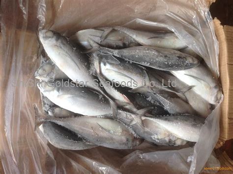 Fish Torpedo Scad Frozen Horse Mackerel Torpedo Scad Fishchina