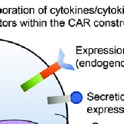 Multiple Approaches To Incorporate Cytokine Signaling In Car T Cells
