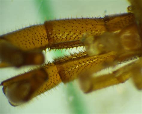 Common Cryptops Naturespot