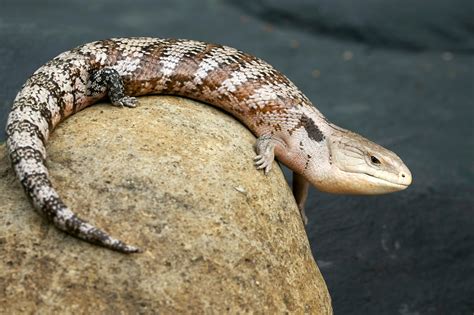 Skinks Of Australia A Simple Guide To Their Diversity