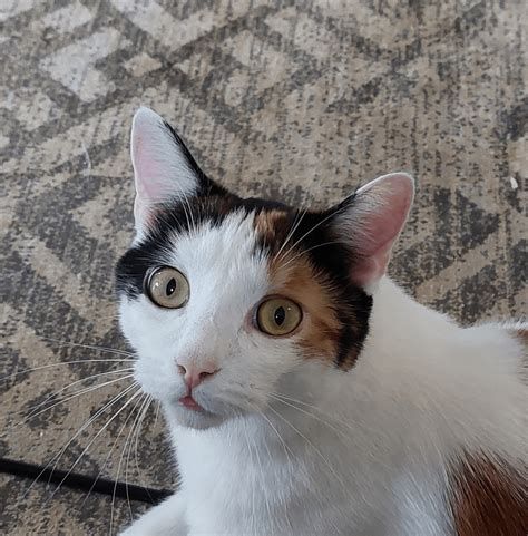 Massive Peanuts Rpeanutwhiskers