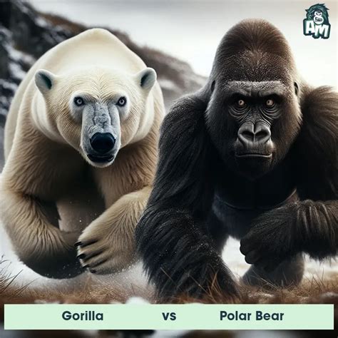 Gorilla Vs Polar Bear See Who Wins Animal Matchup