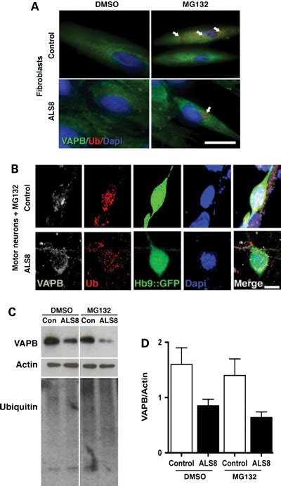 Vapb Staining After Mg132 Treatment A Fibroblasts Treated With Mg132