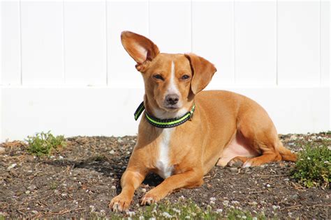 Mélange De Chihuahua Et De Chien Weenie Chihuahua Dachshund Banque De
