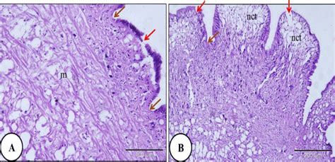 Photomicrograph Of The Foot Of Monacha Obstructa Treated With Lc50 Download Scientific Diagram