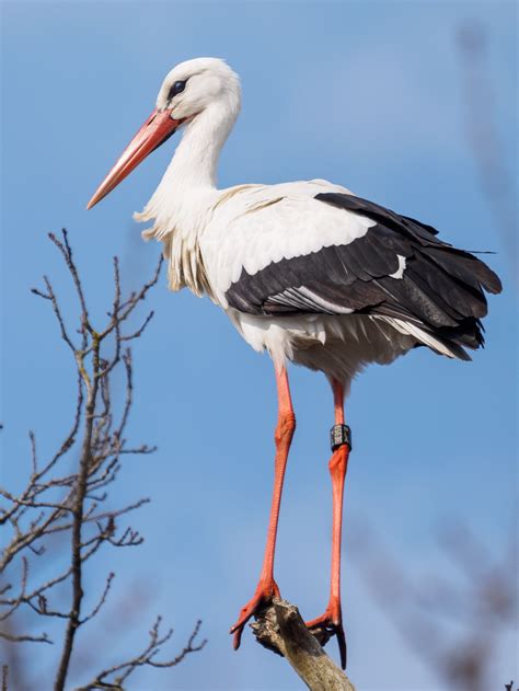 White Stork Majestic Bird Of Flight White Stork Tattoo White Stork