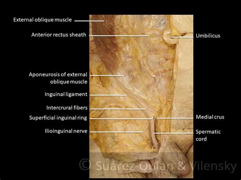 The Inguinal Canal Boundaries Contents Teachmeanatomy