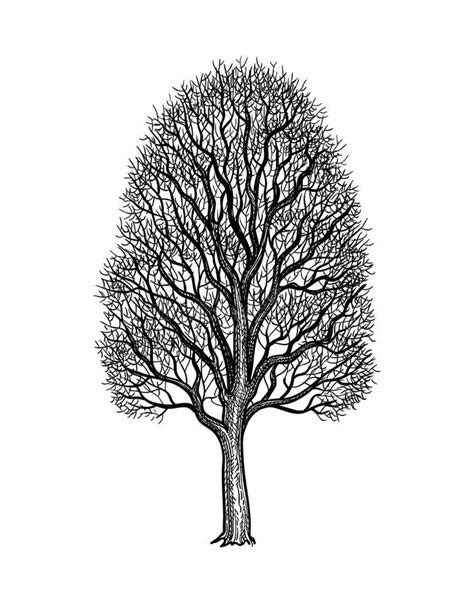 Boceto A Tinta De Un Arce Ilustración Del Vector Ilustración 161022894