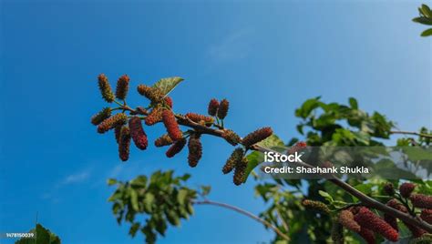 Mulberry Is A Sweet And Juicy Berry Fruit Scientific Name Morus Alba Is
