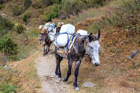 Caravan Of Laden Mules Follows The Himalayan Path Nepal Himalaya