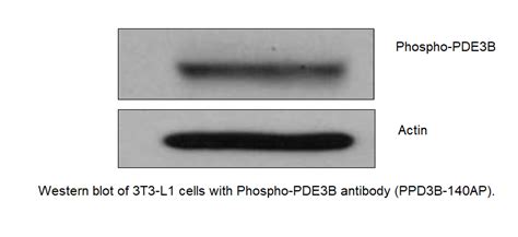 Phospho Pde3b Antibody Fabgennix