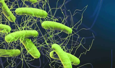 New Mrna Vaccine Could Tackle Antibiotic Resistant C Difficile Infections