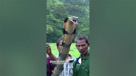 Vava Rescues A Dangerous King Cobra From Loo Youtube