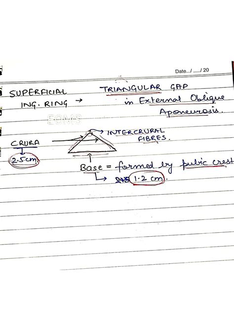 Solution Inguinal Canal Inguinal Hernia Studypool