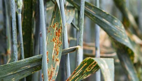 Real Time Diagnostics For Devastating Wheat Rust In Ethiopia Marple Real Time Diagnostics For Devastating Wheat Rust In Ethiopia Marple