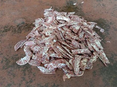 Pan Supari At Best Price In Surat By Azami Traders Id 2850210649791