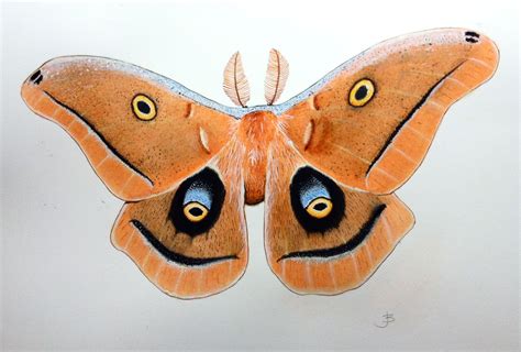 Polyphemus Moth Giant Moth With Eye Spots
