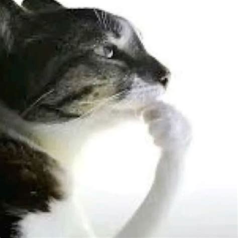 Thinking Cat Piadas Hilárias Gatos Loucos Montagem De Fotos Engraçadas