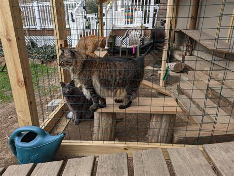 Just Finished My Catio For My Boys Rcatio