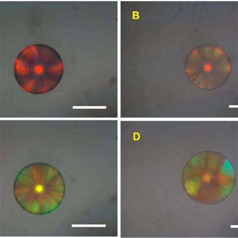 Different Kinds Of Microparticles Viewed Under A Scanning Electron Download Scientific Diagram