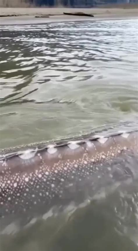 The Earliest Sturgeon Fossils Date To The Late Cretaceous And Are