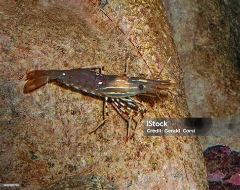 Pandalus Platyceros Also Called California Spot Prawn Monterey Bay Spot