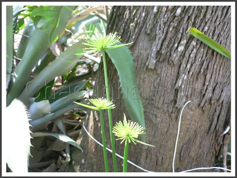 Chacrinha Rosa Mini Papiro