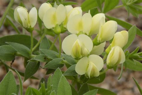 Baptisia Bracteata Cream Wild Indigo